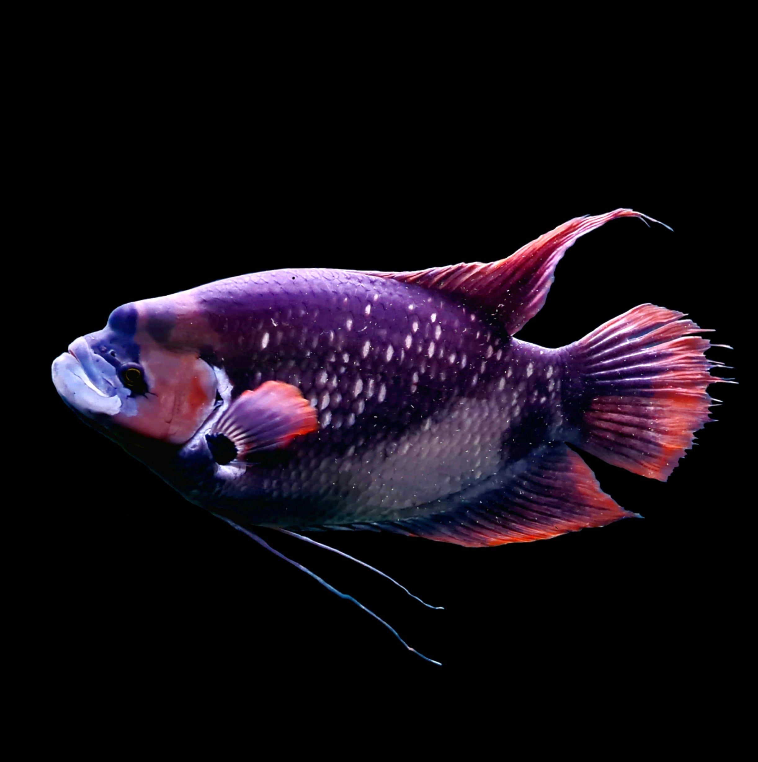 Rare Exotics – Obsidian Aquatics