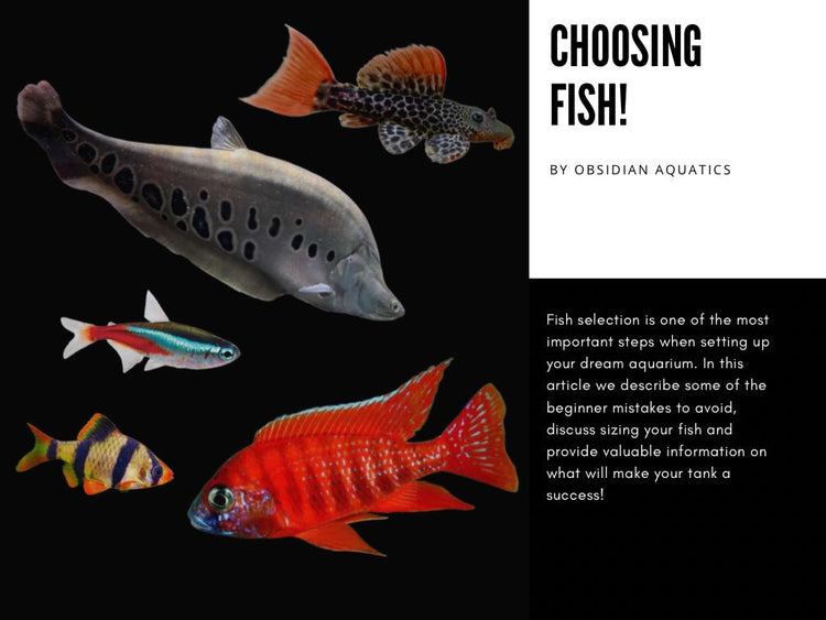 𝗙𝗜𝗦𝗛 𝗦𝗘𝗟𝗘𝗖𝗧𝗜𝗢𝗡: – Obsidian Aquatics