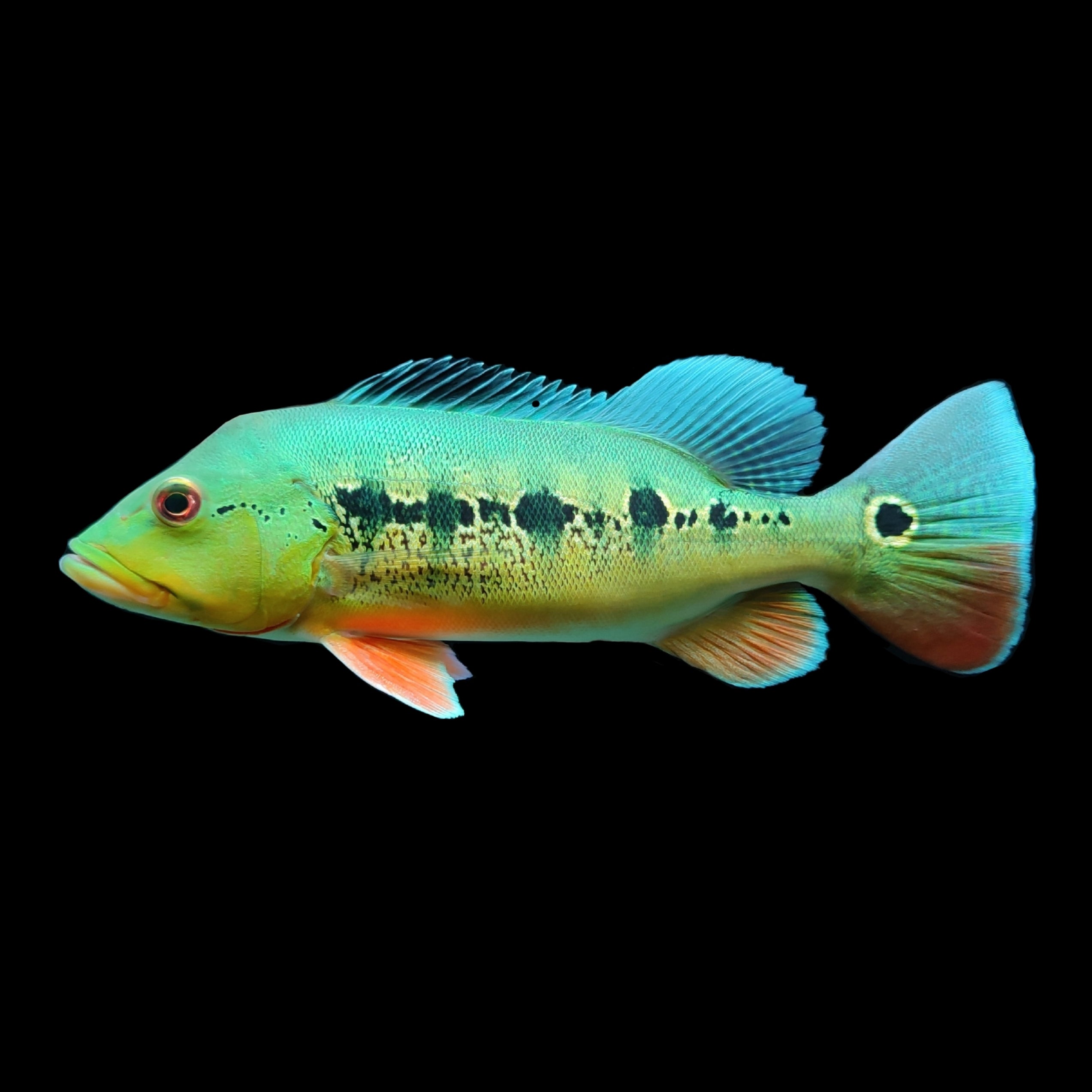 American Cichlids – Obsidian Aquatics