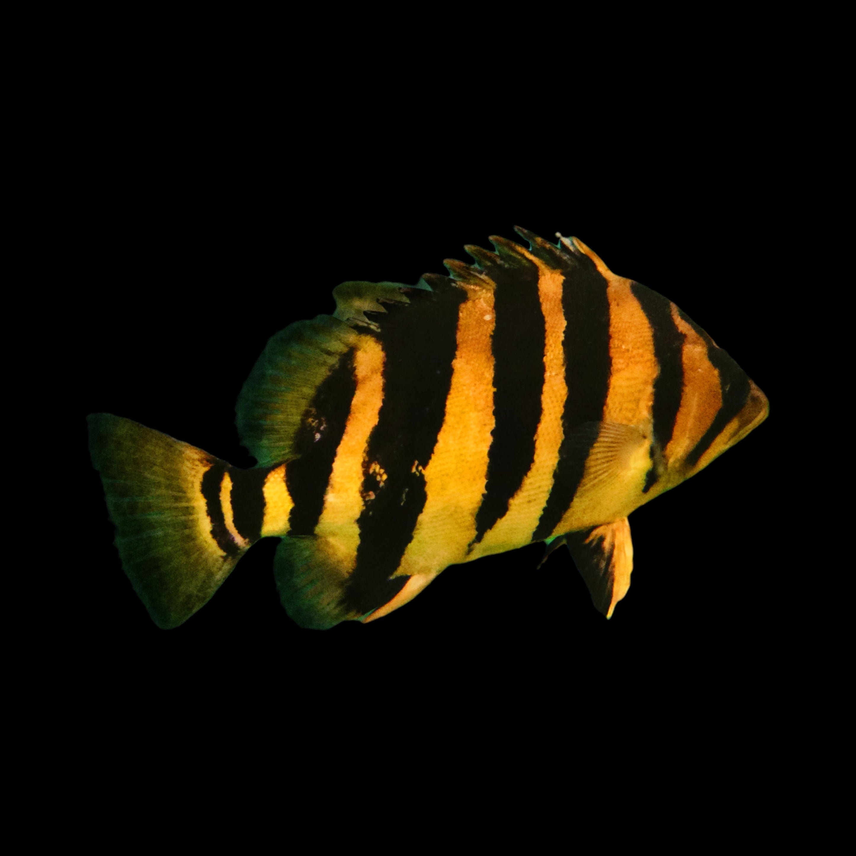 Indonesian Datnoid - Large – Obsidian Aquatics