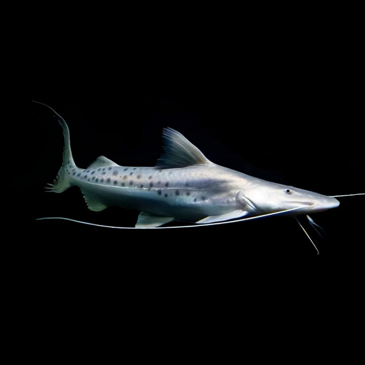 Obsidian Aquatics