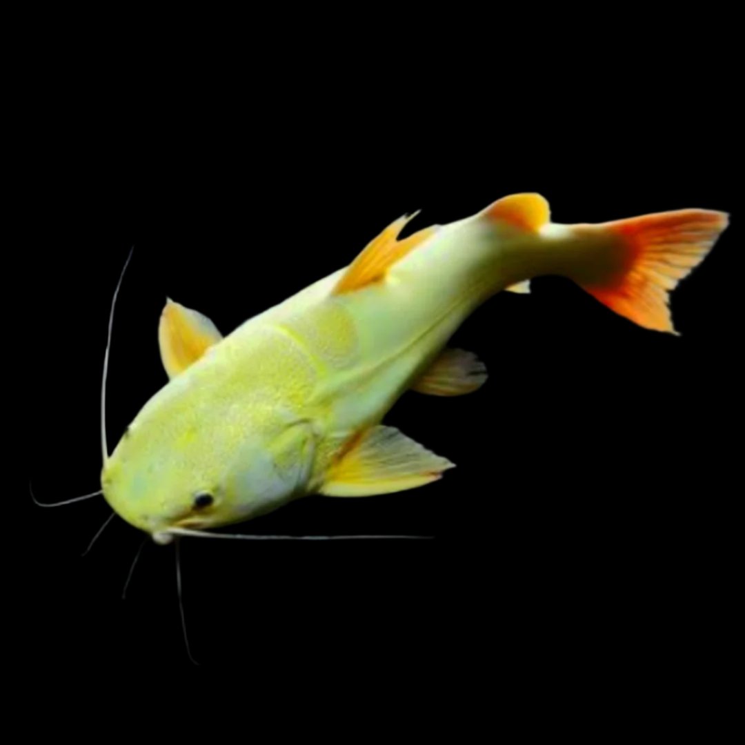 Platinum Red Tail Catfish – Obsidian Aquatics