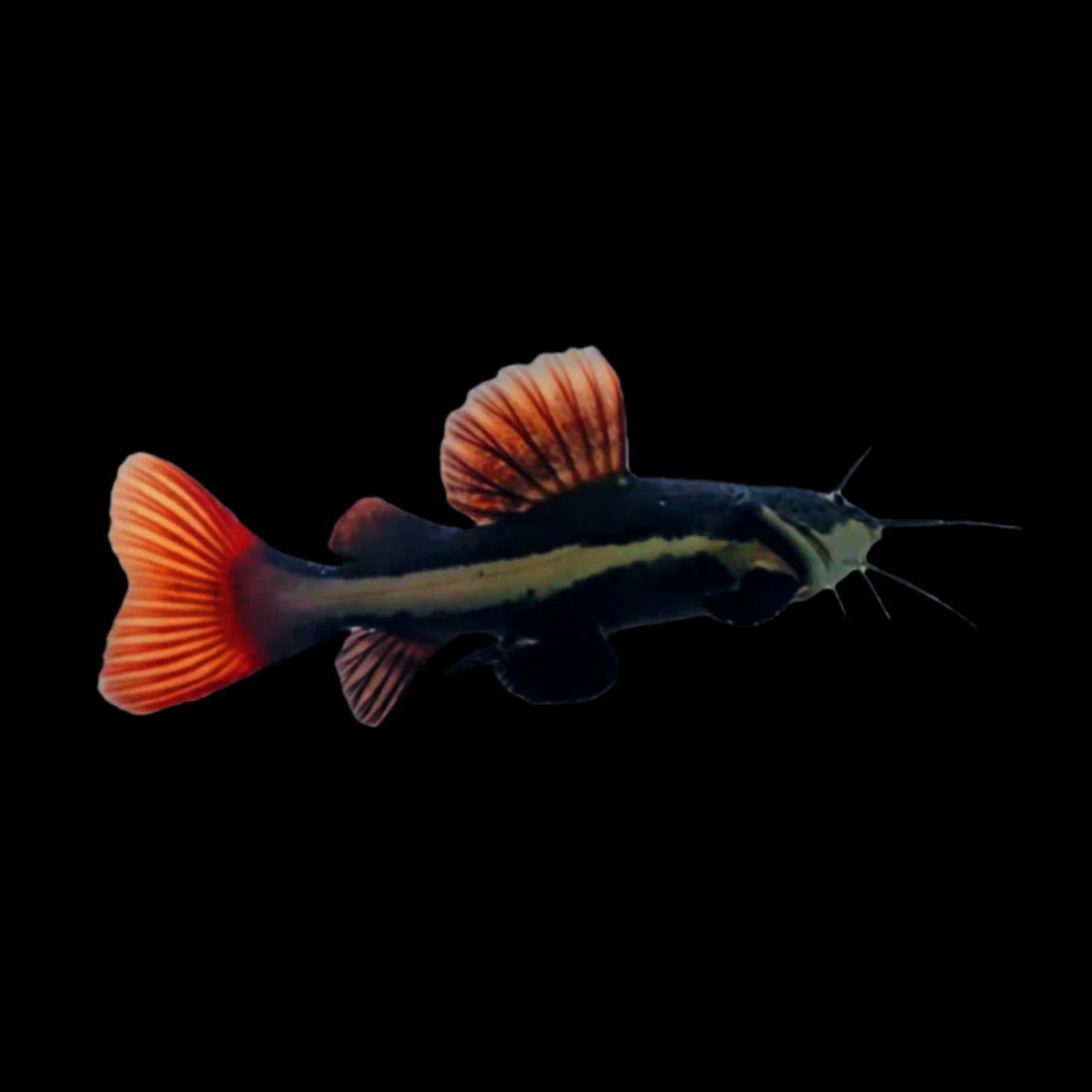 Redtail Catfish – Obsidian Aquatics