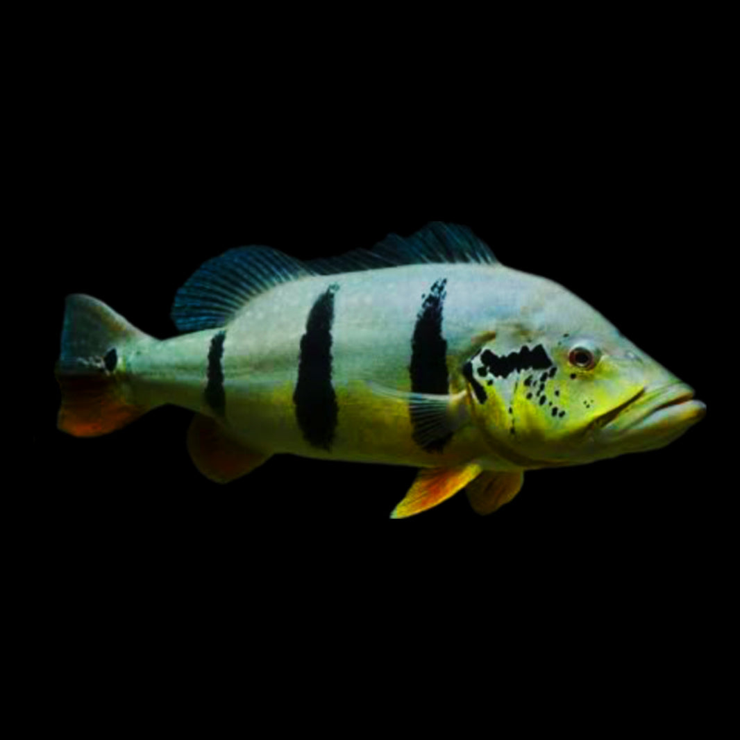 Monster Fish – Obsidian Aquatics