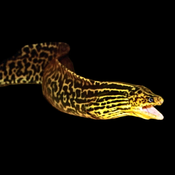 Freshwater Tiger Moray Eel – Obsidian Aquatics