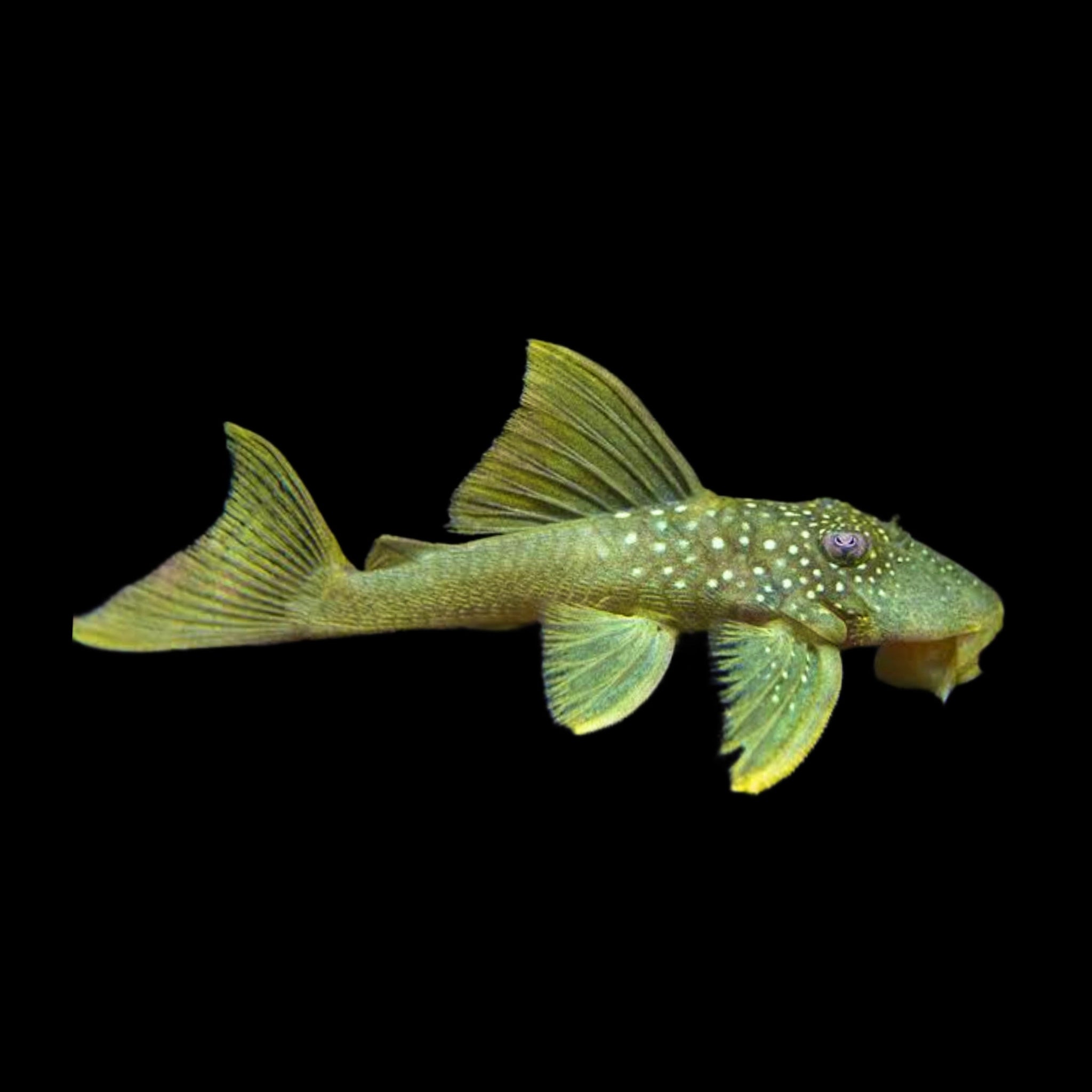 Green Phantom Pleco L200 – Obsidian Aquatics