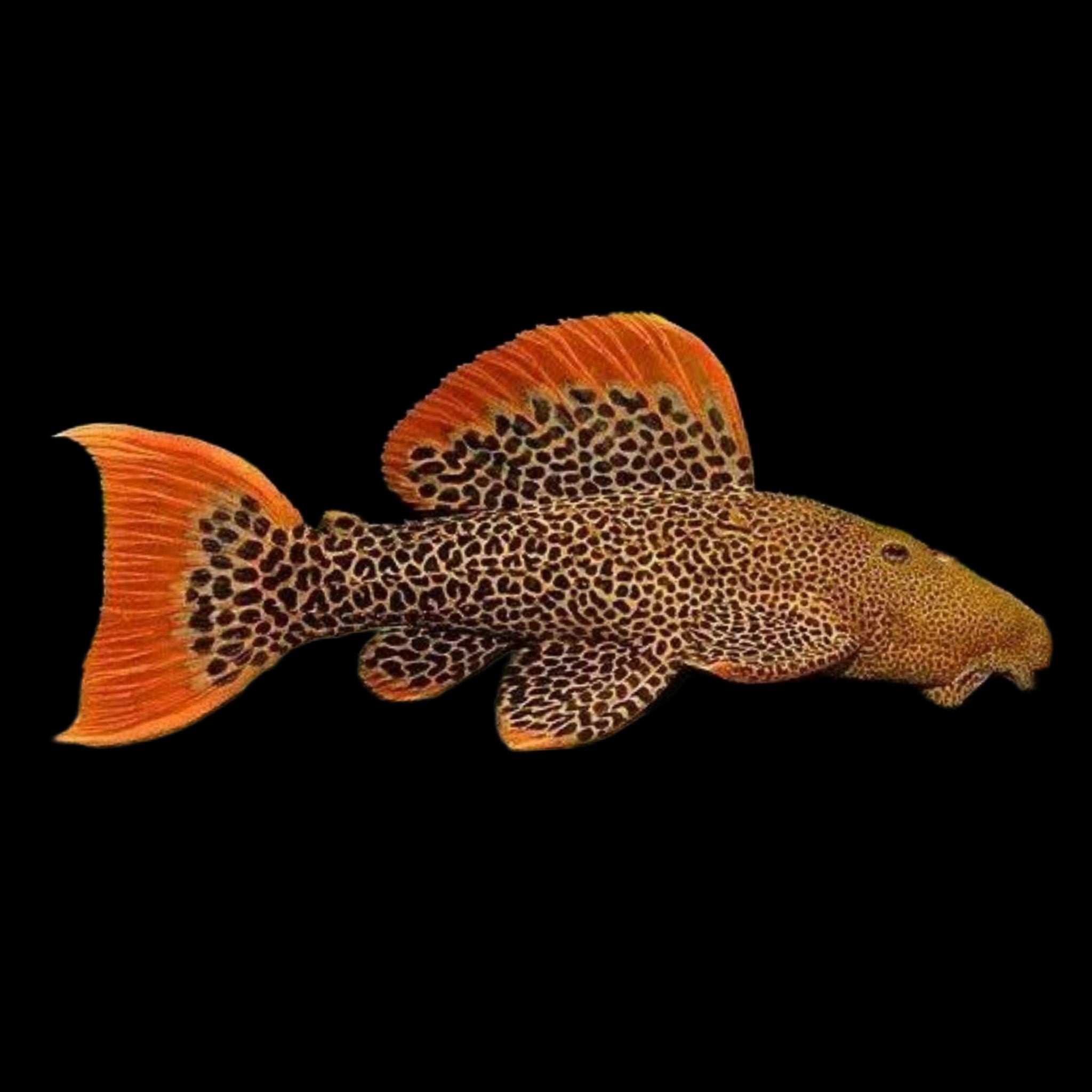 Leopard Cactus Pleco L600 – Obsidian Aquatics